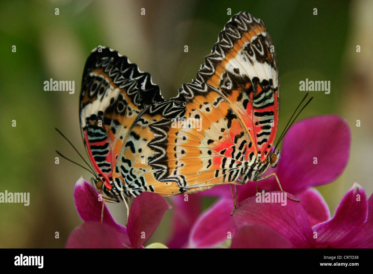 Leopard Lacewing butterflies (Cethosia cyane) mating on pink orchid ...