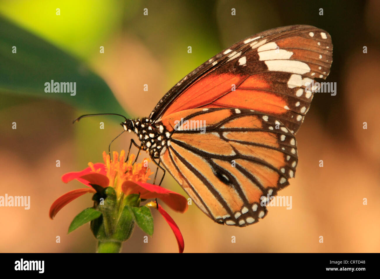 Common Tiger butterfly (Danaus genutia) on a red flower Stock Photo - Alamy