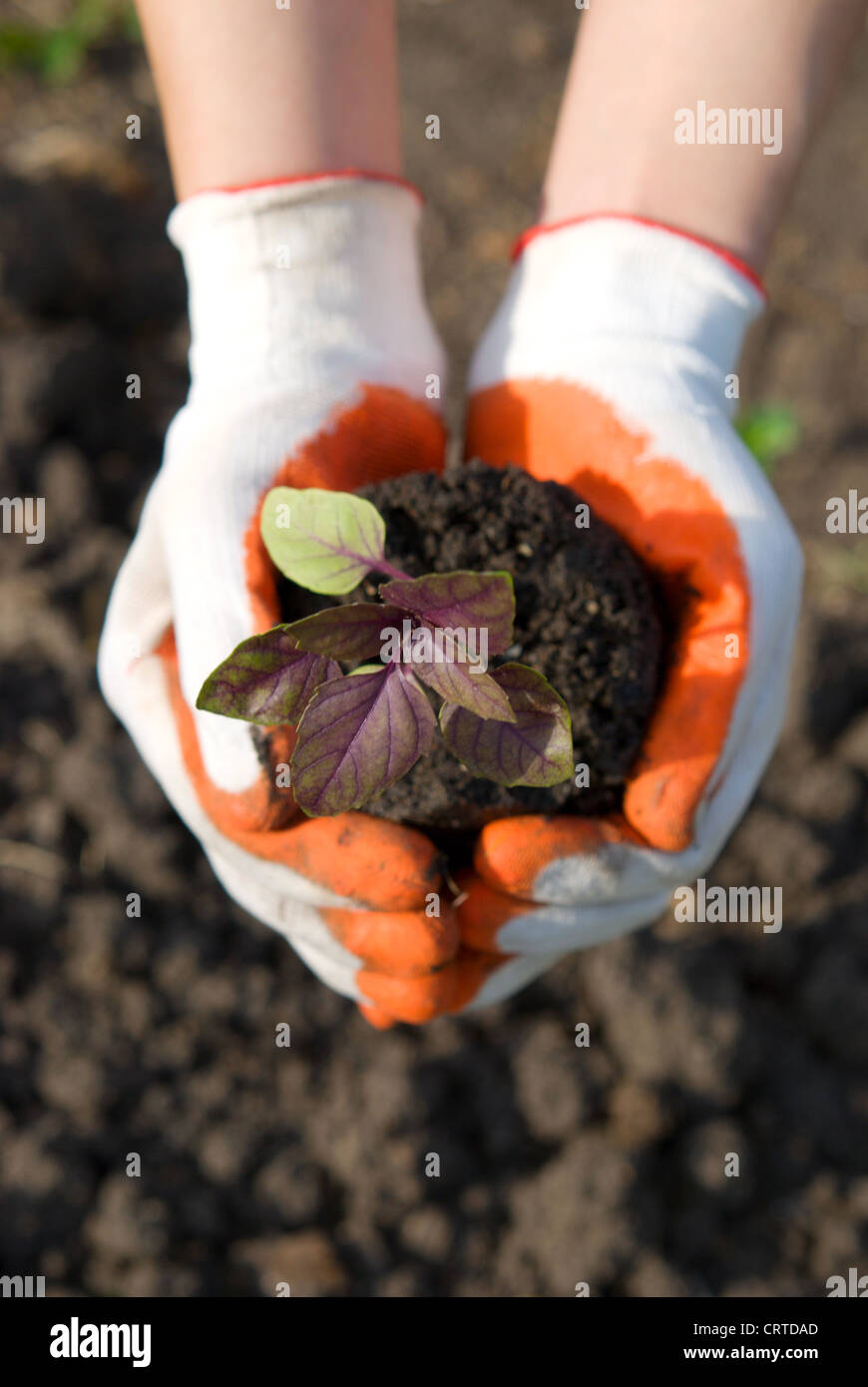 plant in hand over soil background (focus on plant Stock Photo - Alamy