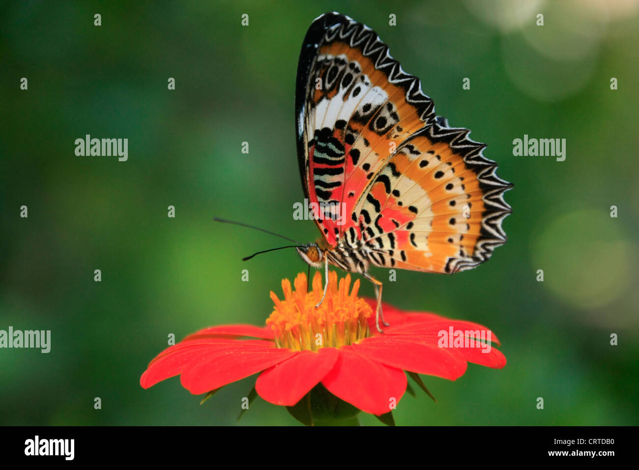 Leopard Lacewing butterfly (Cethosia cyane) on a red flower Stock Photo ...