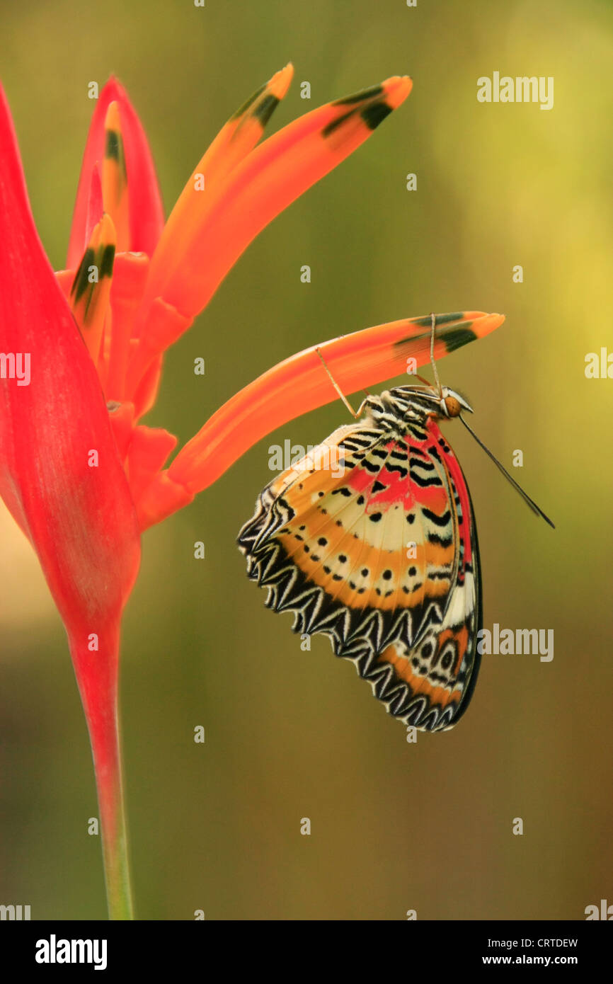 Leopard butterfly hi-res stock photography and images - Alamy