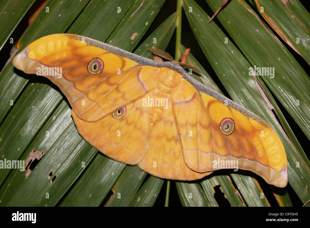 Antheraea hi-res stock photography and images - Alamy