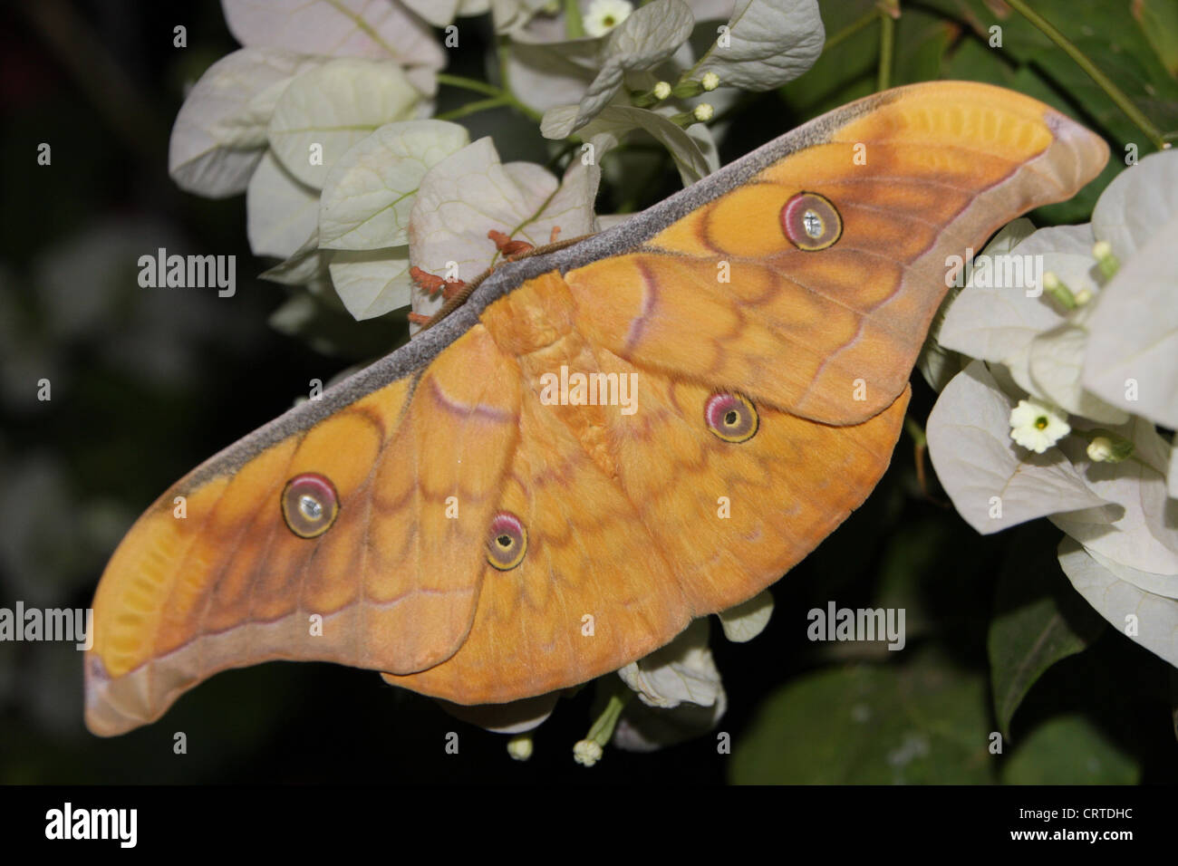 Antheraea hi-res stock photography and images - Alamy