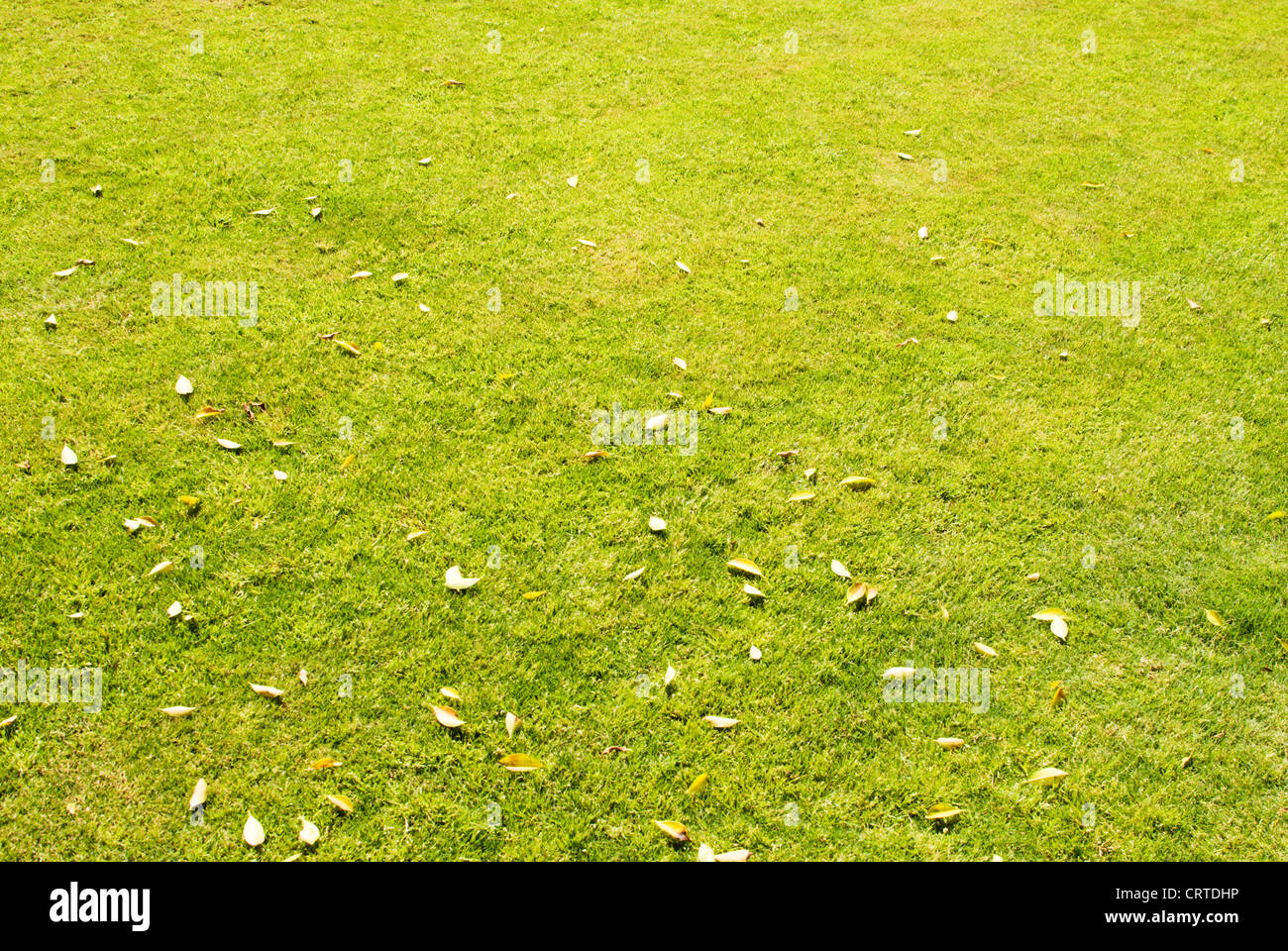green grass great as a background Stock Photo - Alamy