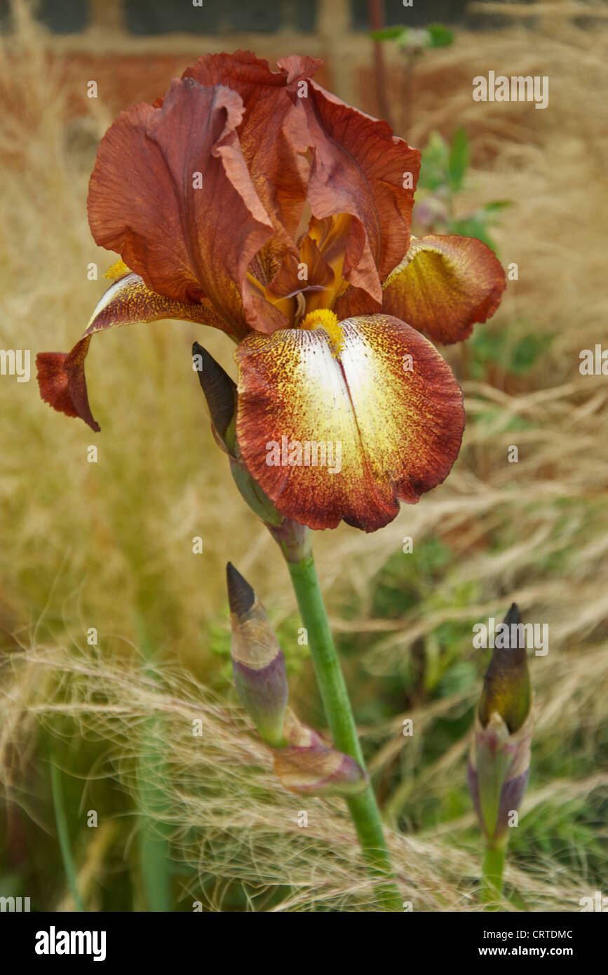 Iris Kent Pride Stock Photo - Alamy