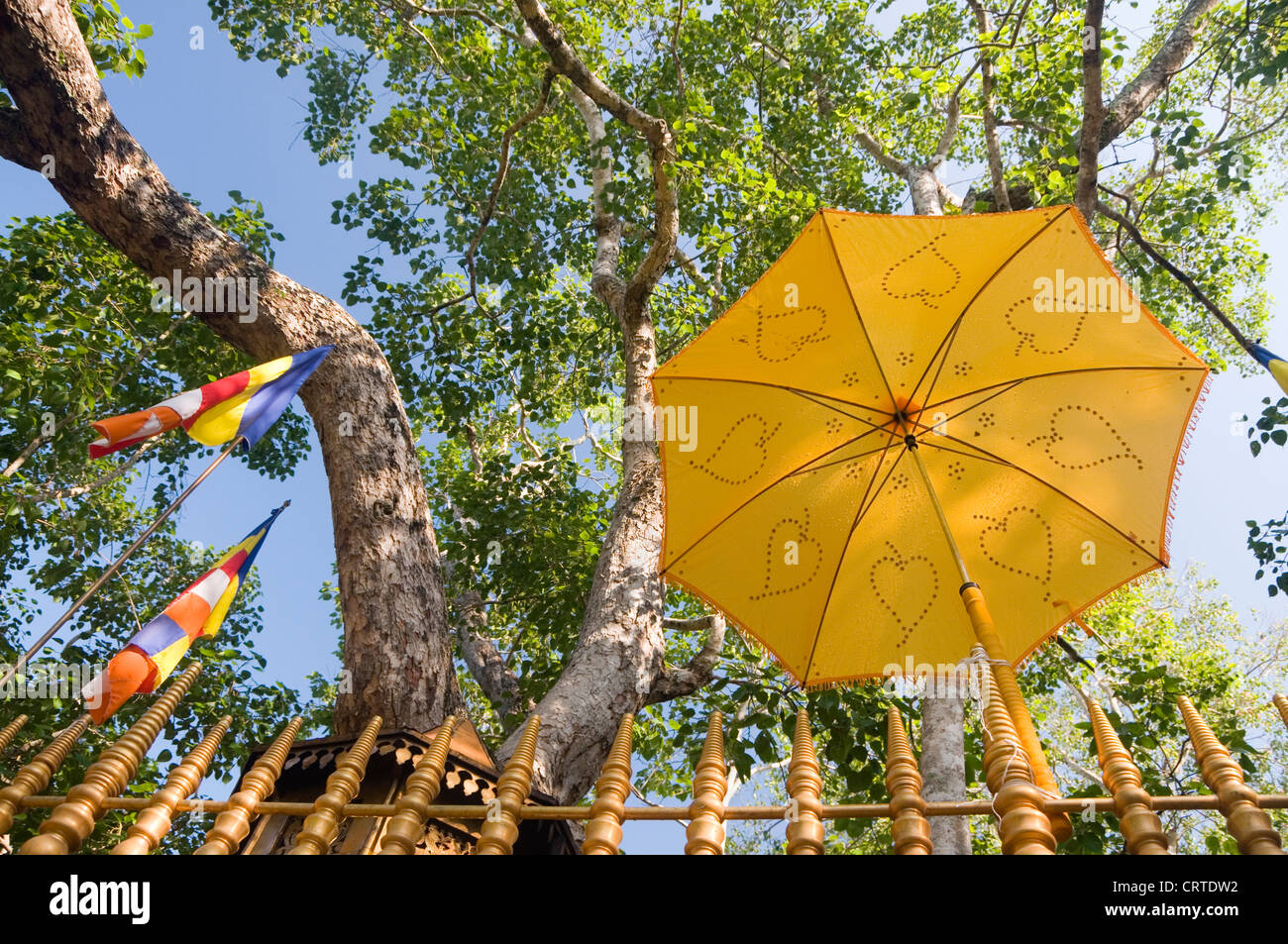 The Sri Maha Bodhi, the sacred bodhi tree in Anuradhapura, Sri Lanka ...