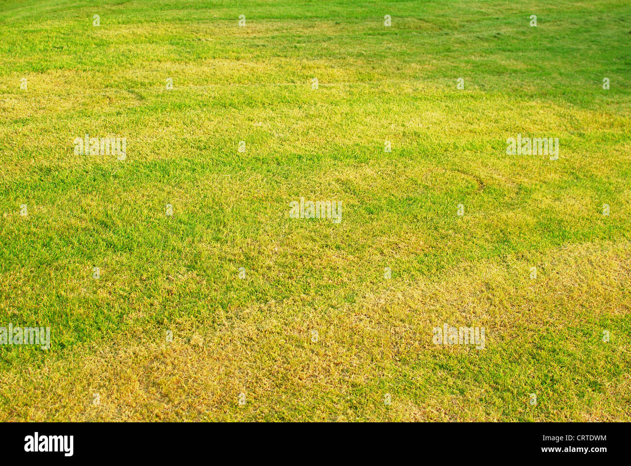 green grass great as a background Stock Photo - Alamy