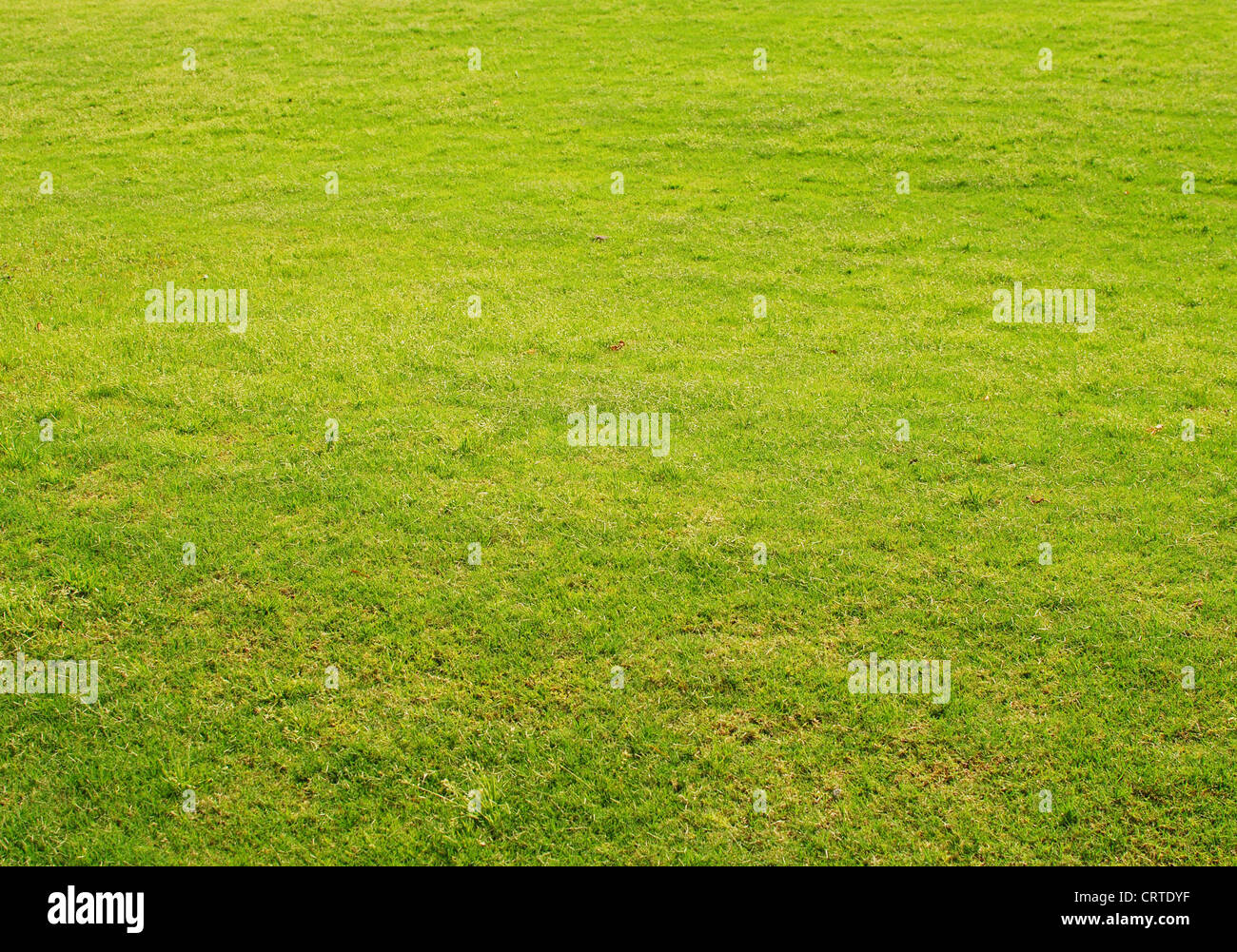 green grass great as a background Stock Photo - Alamy