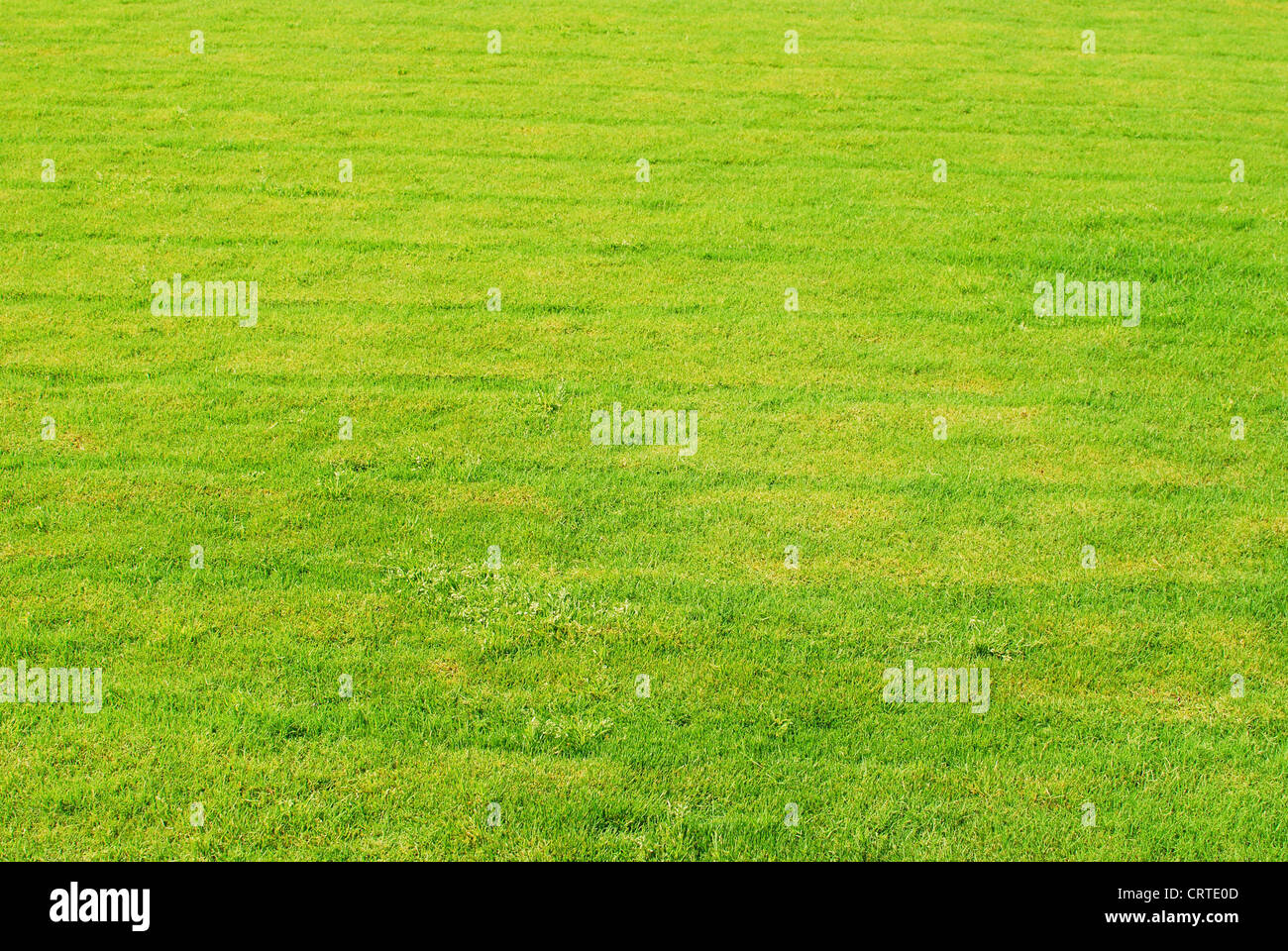 green grass great as a background Stock Photo - Alamy