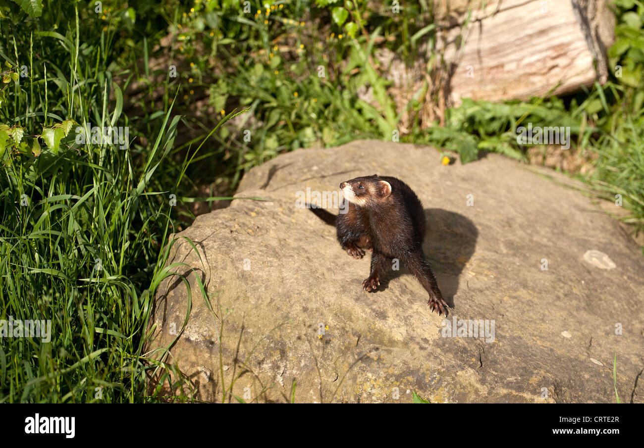 Polecat alert hunting Stock Photo - Alamy
