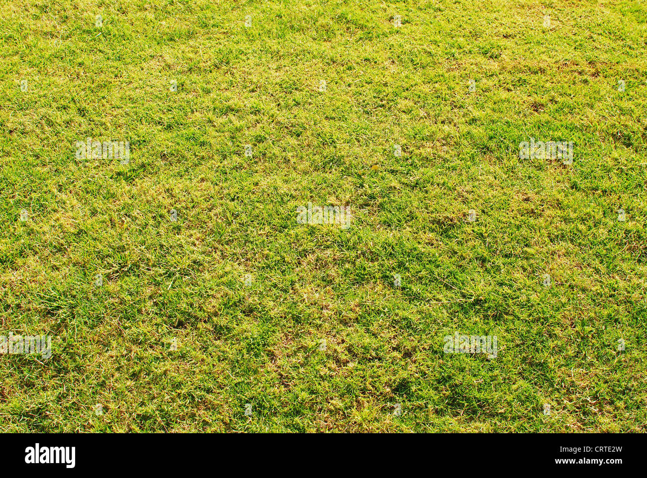 green grass great as a background Stock Photo - Alamy