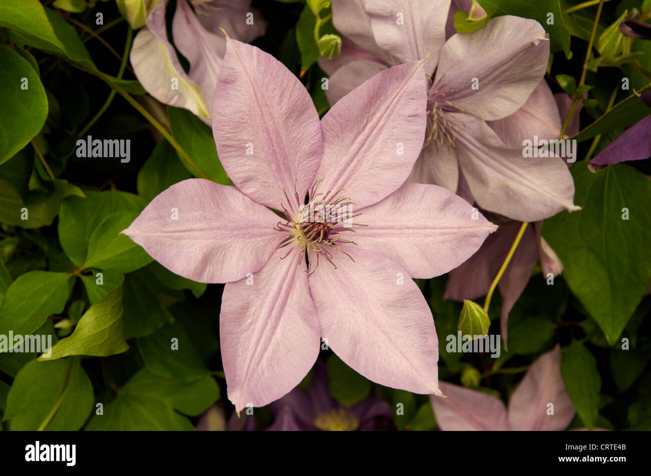 Pale blue clematis hi-res stock photography and images - Alamy