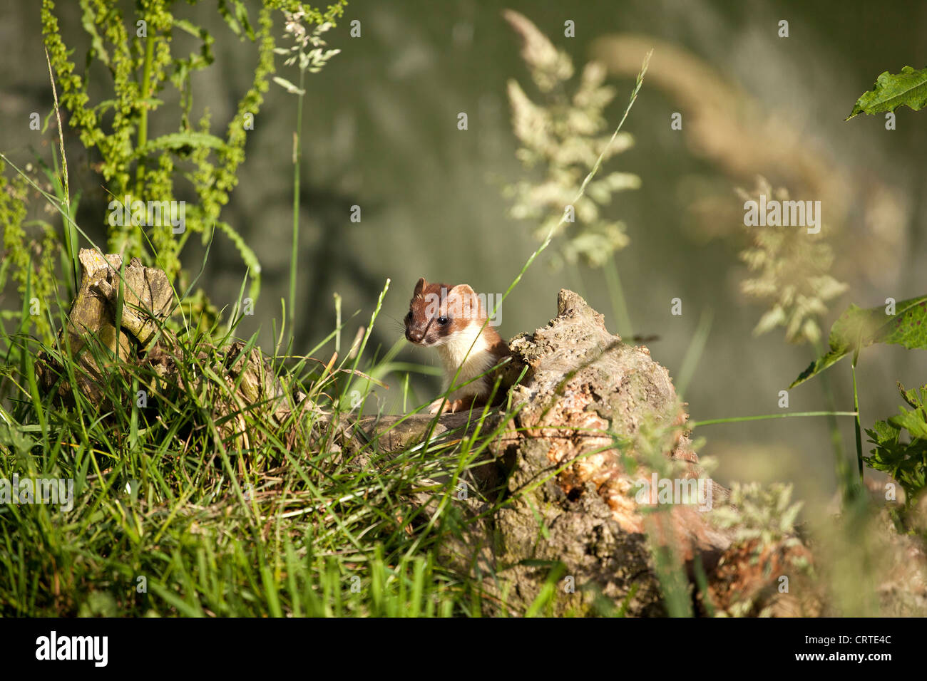 Stoat peeping around tree branch Stock Photo - Alamy