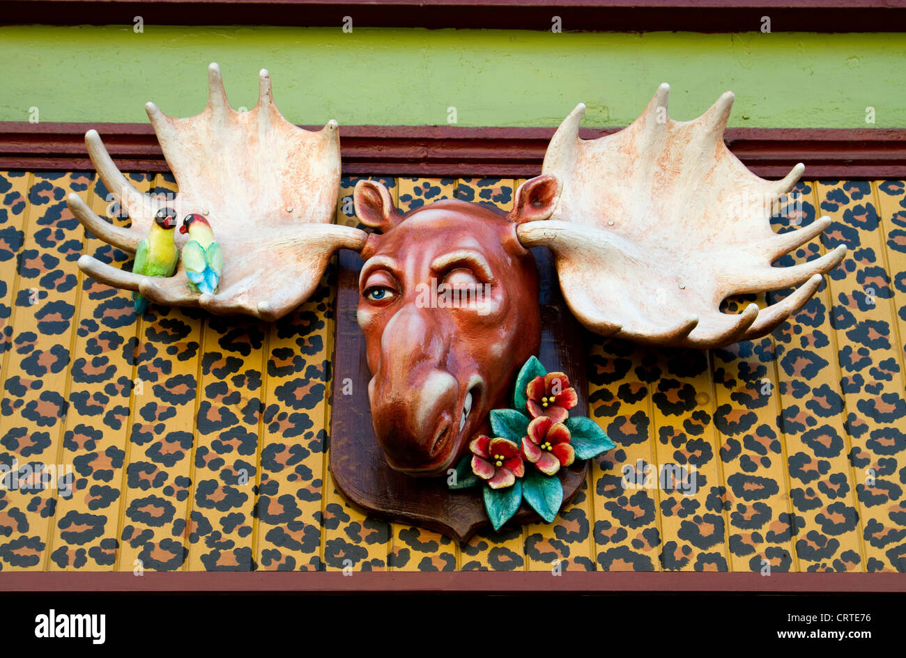 Moose head hi-res stock photography and images - Alamy