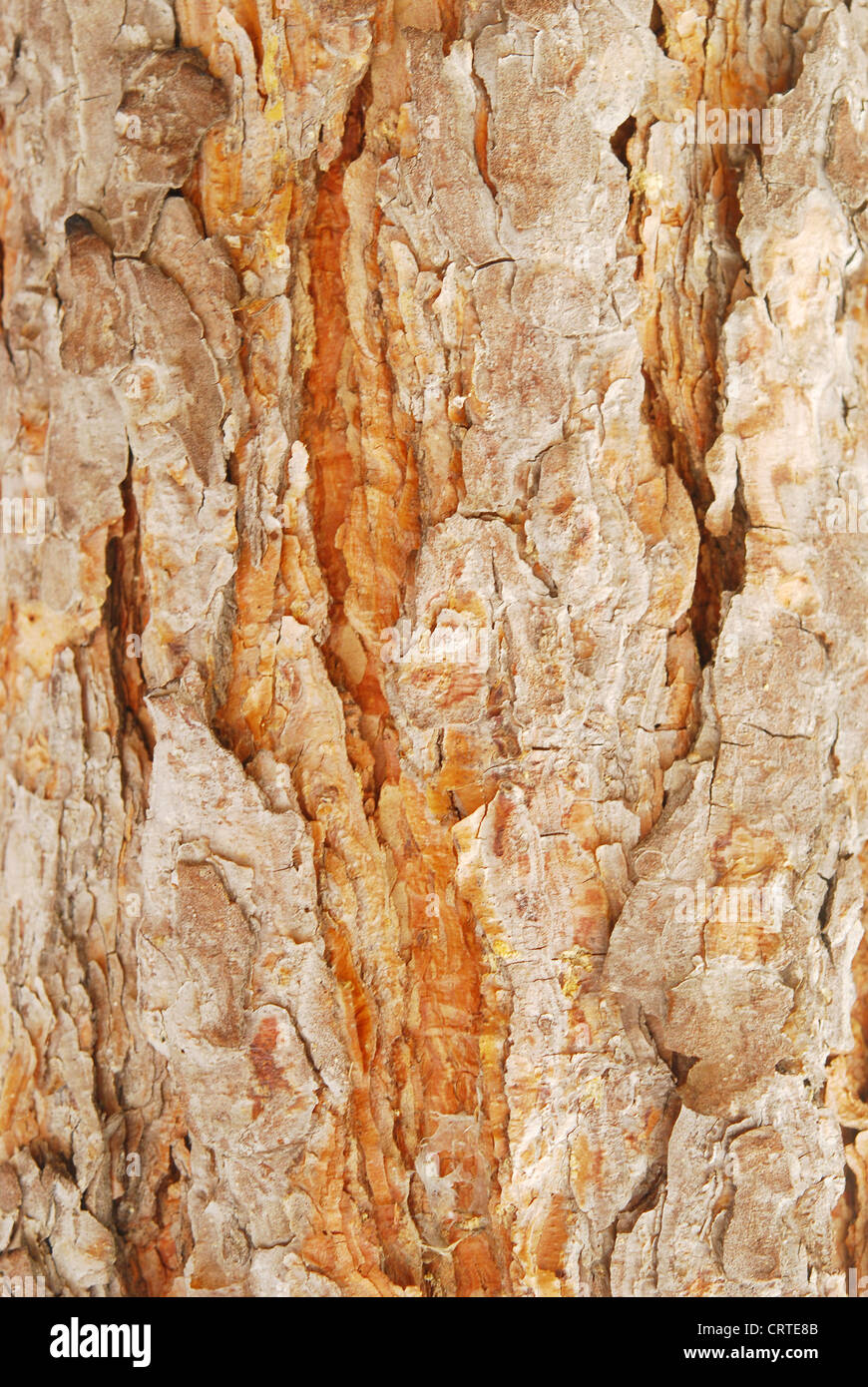 bark of a tree for background Stock Photo - Alamy