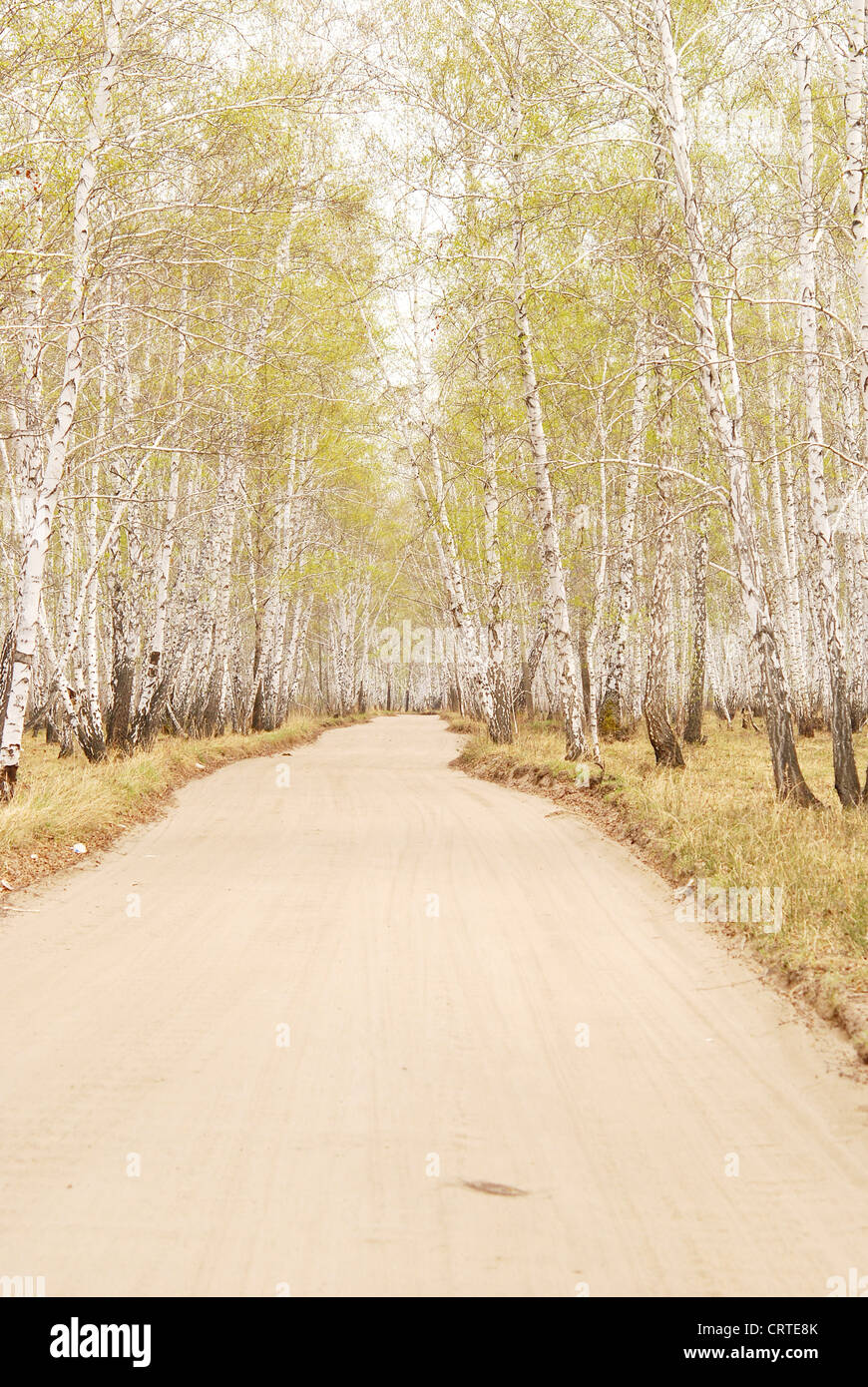 road in spring forest Stock Photo - Alamy