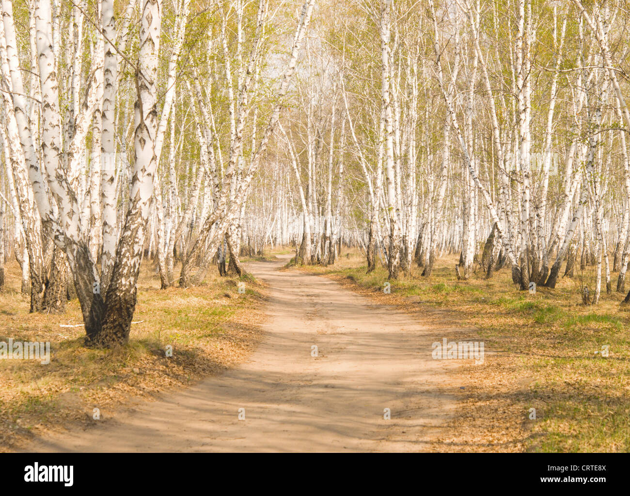 road in spring forest Stock Photo - Alamy