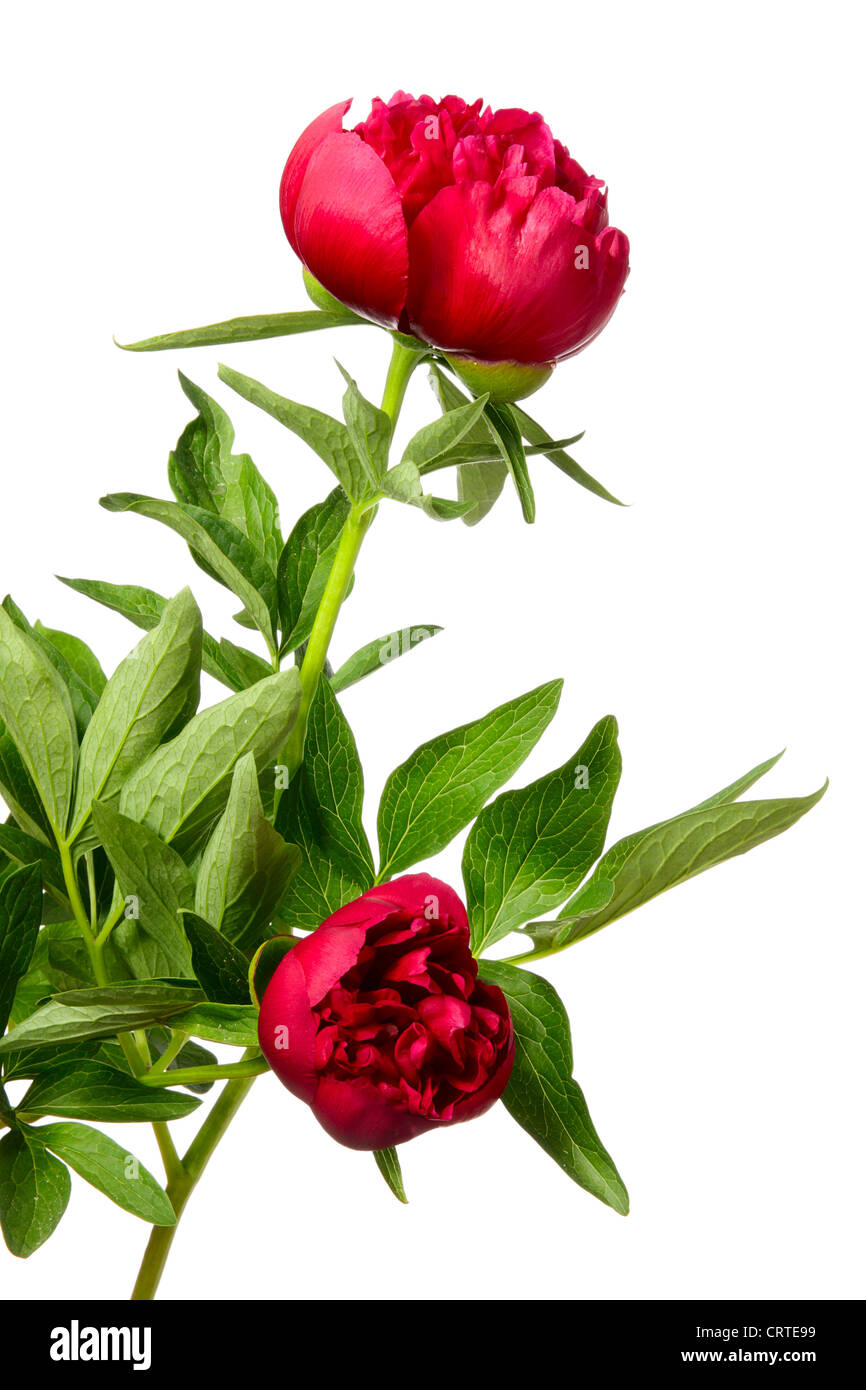 Flowers. Branch of red piones isolated on white Stock Photo - Alamy