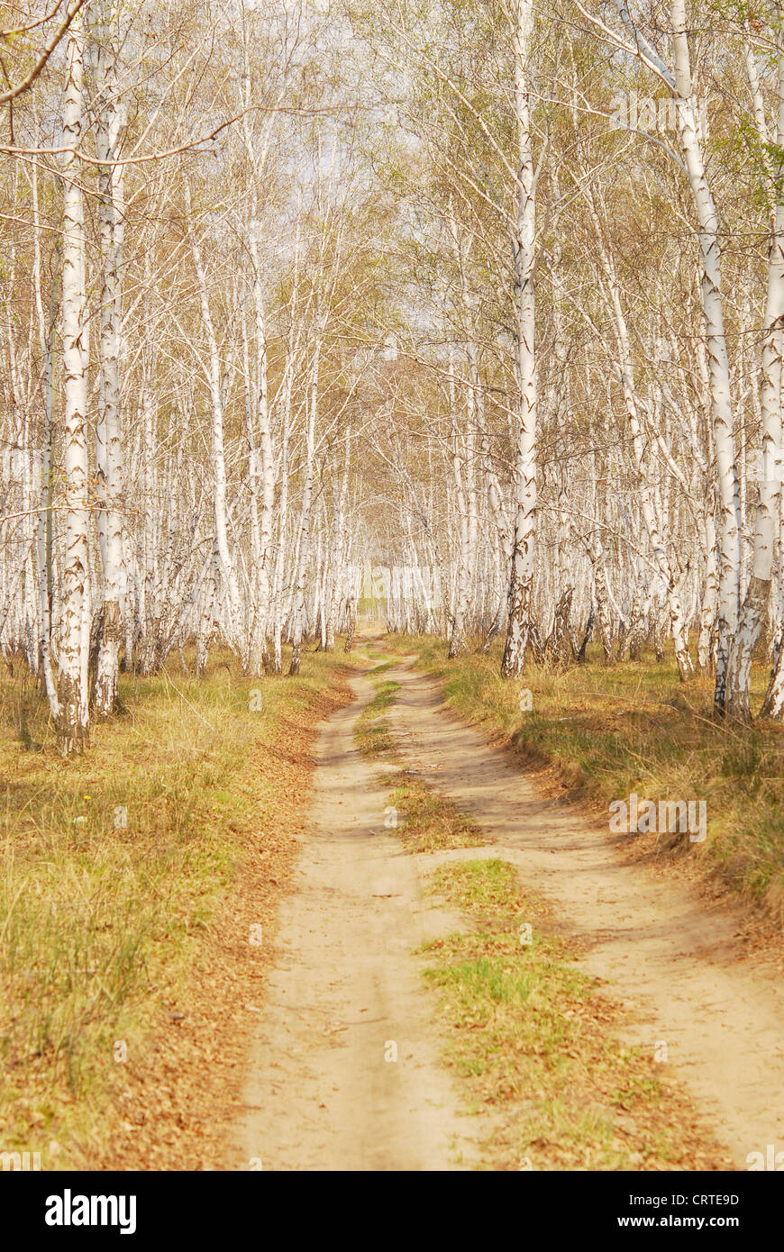 road in spring forest Stock Photo - Alamy