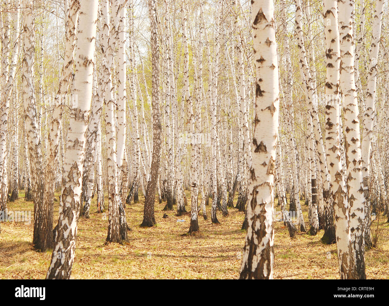 spring birch forest Stock Photo - Alamy