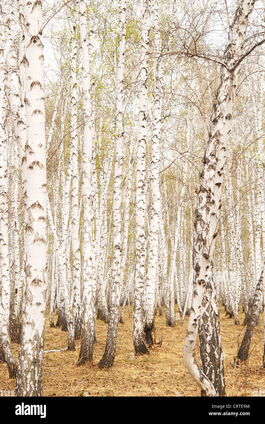 spring birch forest Stock Photo - Alamy