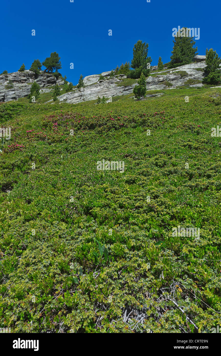 rhododendrons bushes, Aosta valley, Italy Stock Photo - Alamy