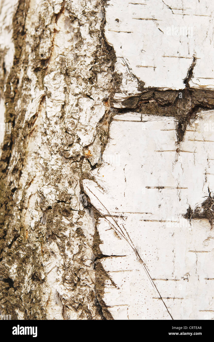 bark of a birch tree Stock Photo - Alamy