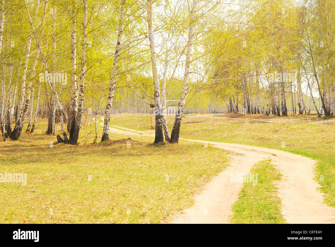 road in spring forest Stock Photo - Alamy