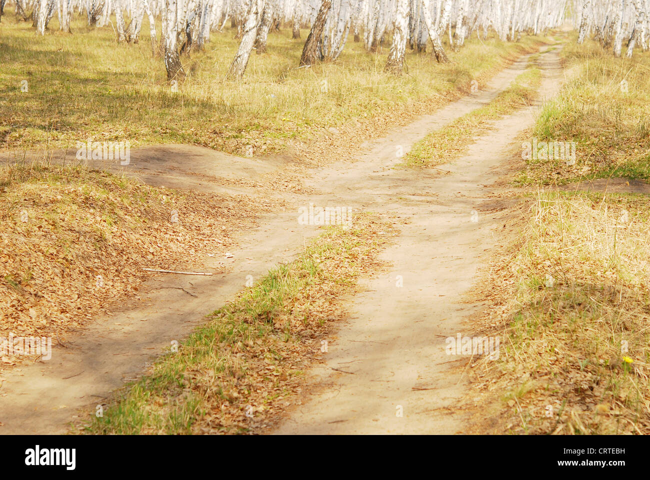 road in spring forest Stock Photo - Alamy