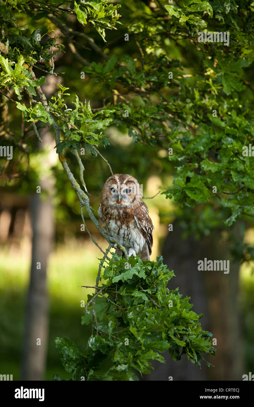 Tawny Owl perched in oak tree Stock Photo - Alamy