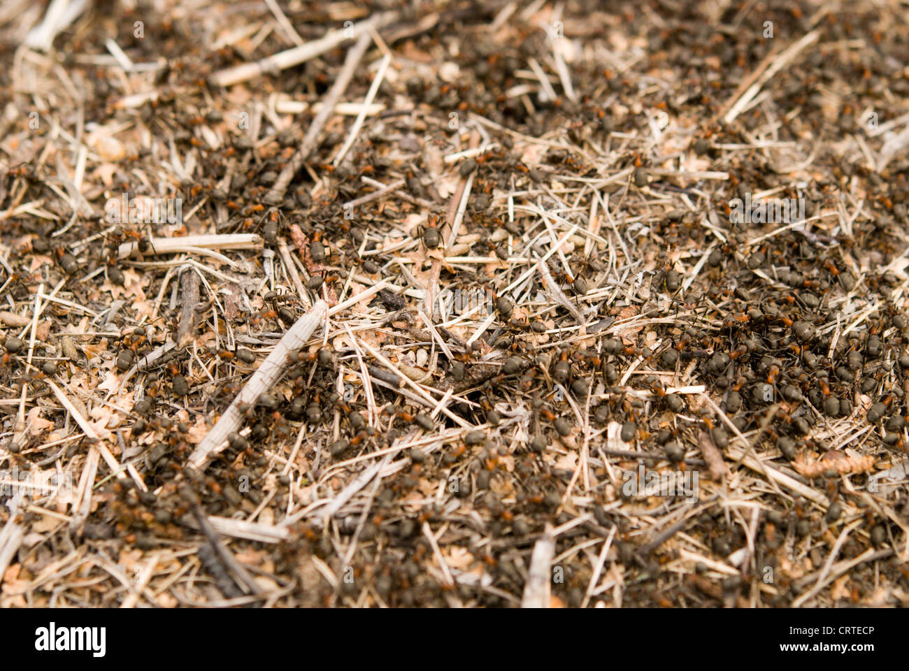 close up shot of anthill Stock Photo - Alamy