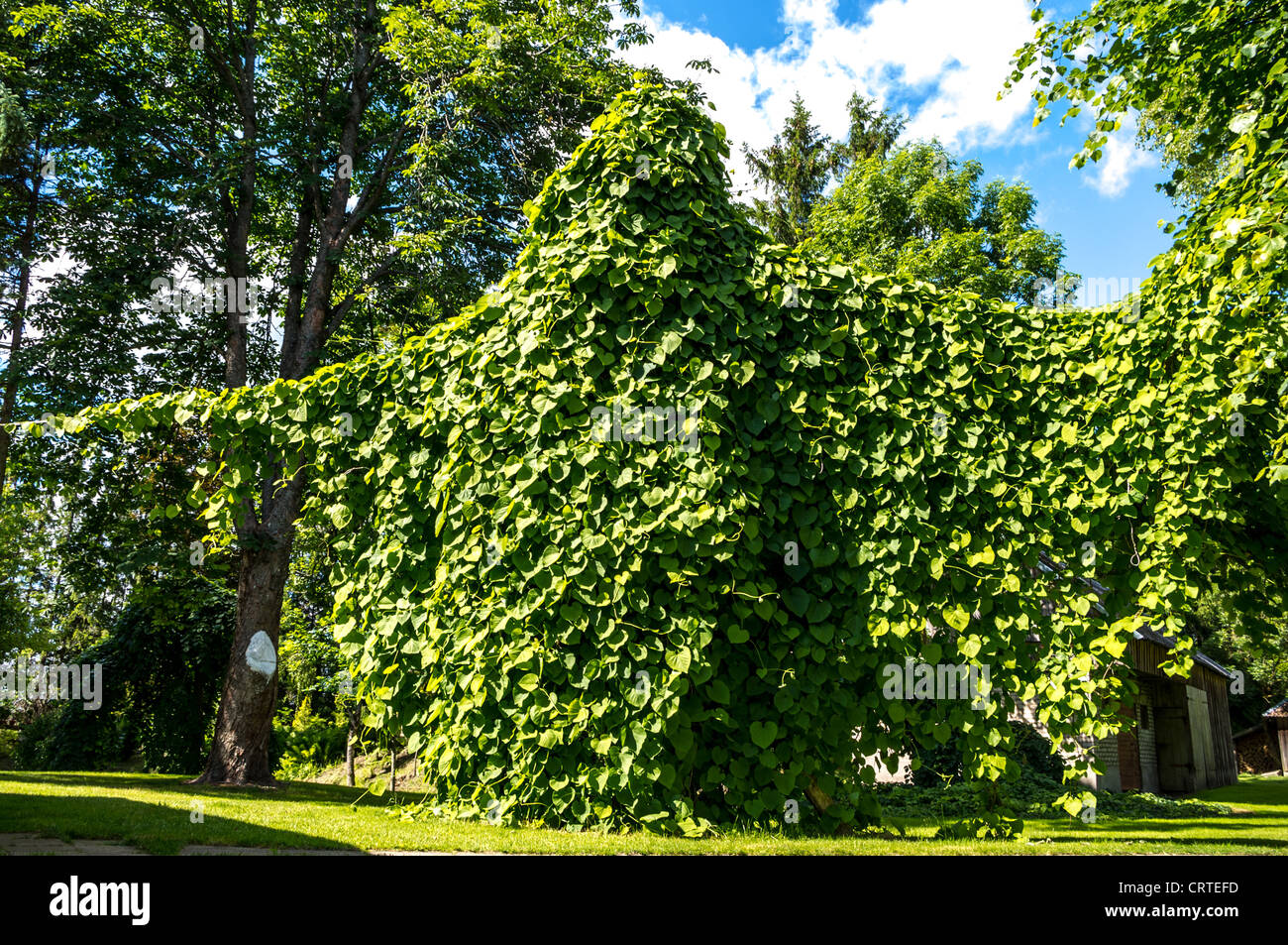 Lithuanian plant hi-res stock photography and images - Alamy