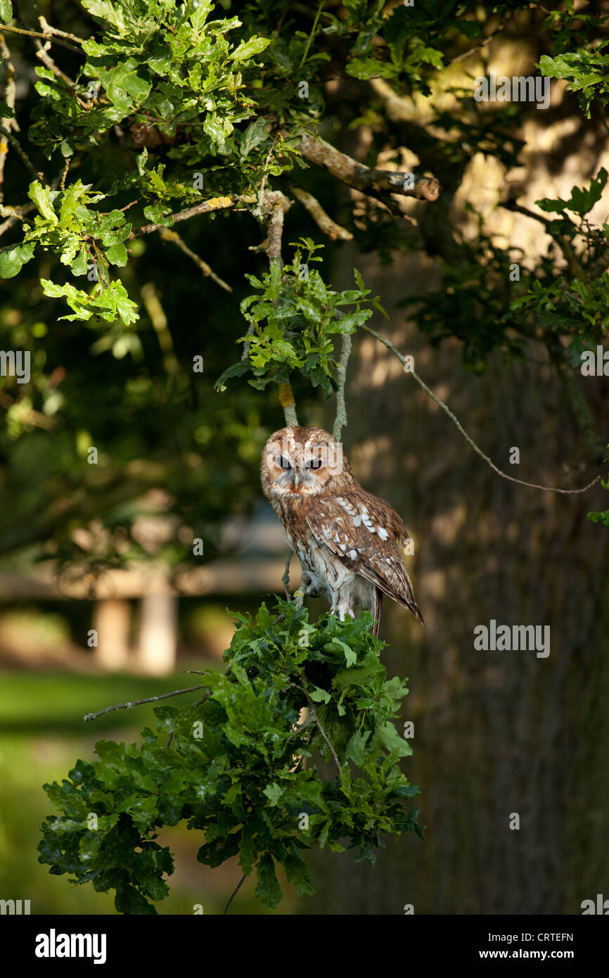 Tawny Owl perched in oak tree Stock Photo - Alamy