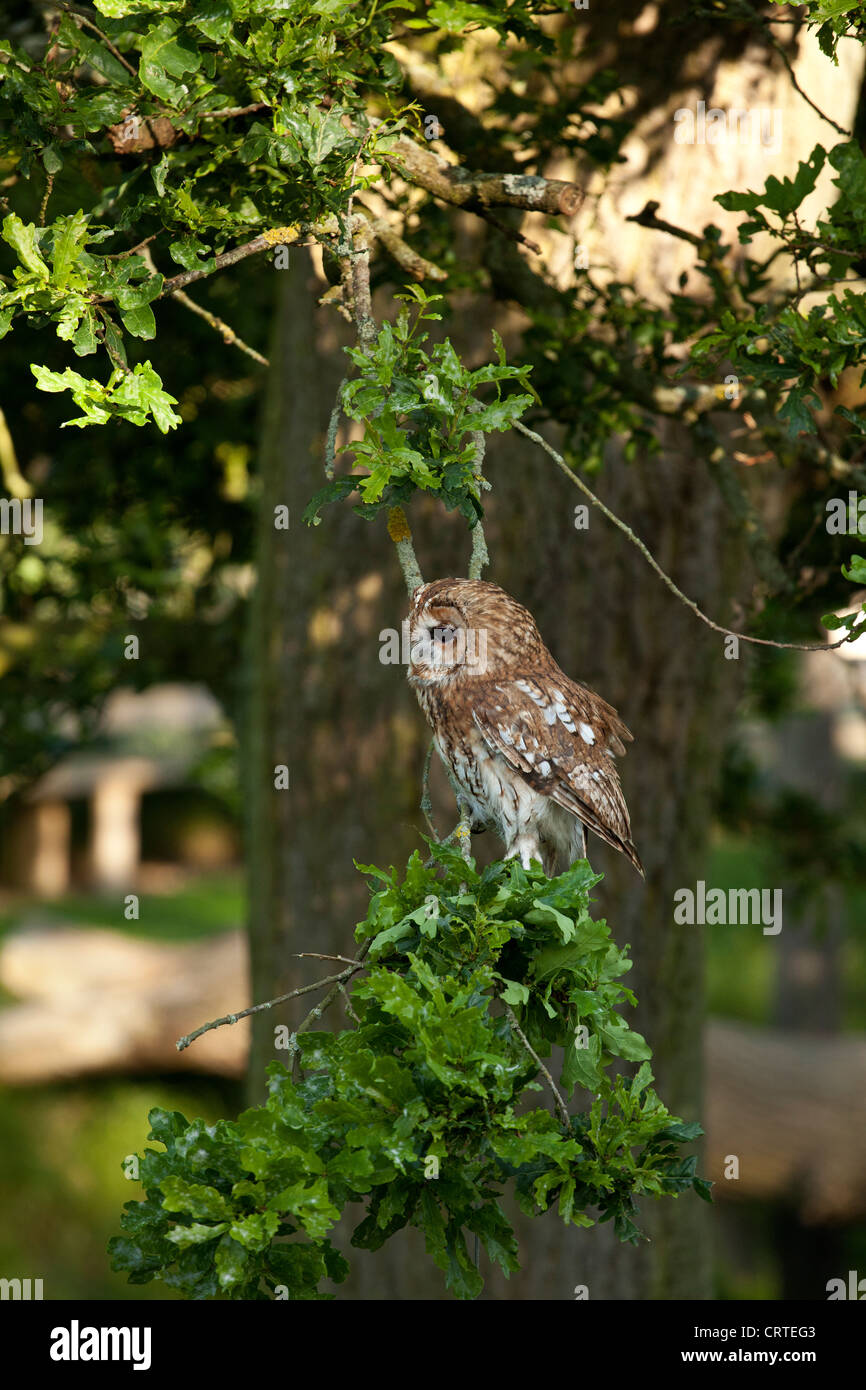 Tawny Owl perched in oak tree Stock Photo - Alamy