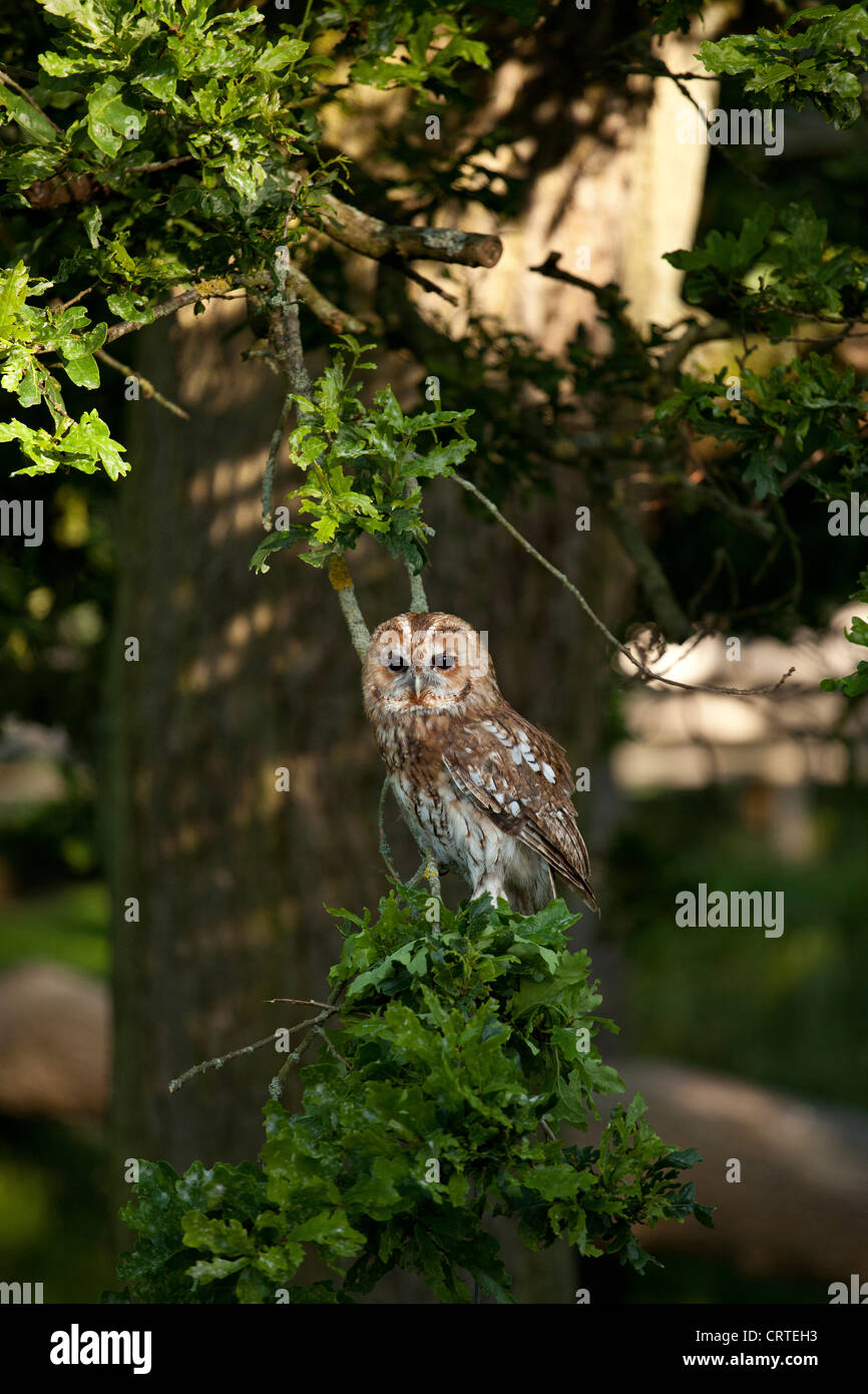 Tawny Owl perched in oak tree Stock Photo - Alamy