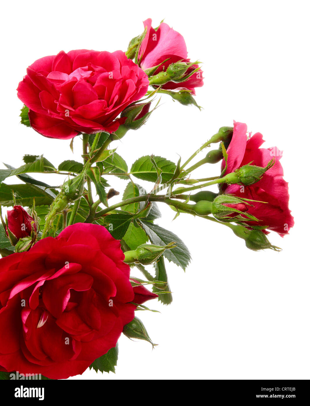 Best Red Rambler Rose at Elbert Lough blog