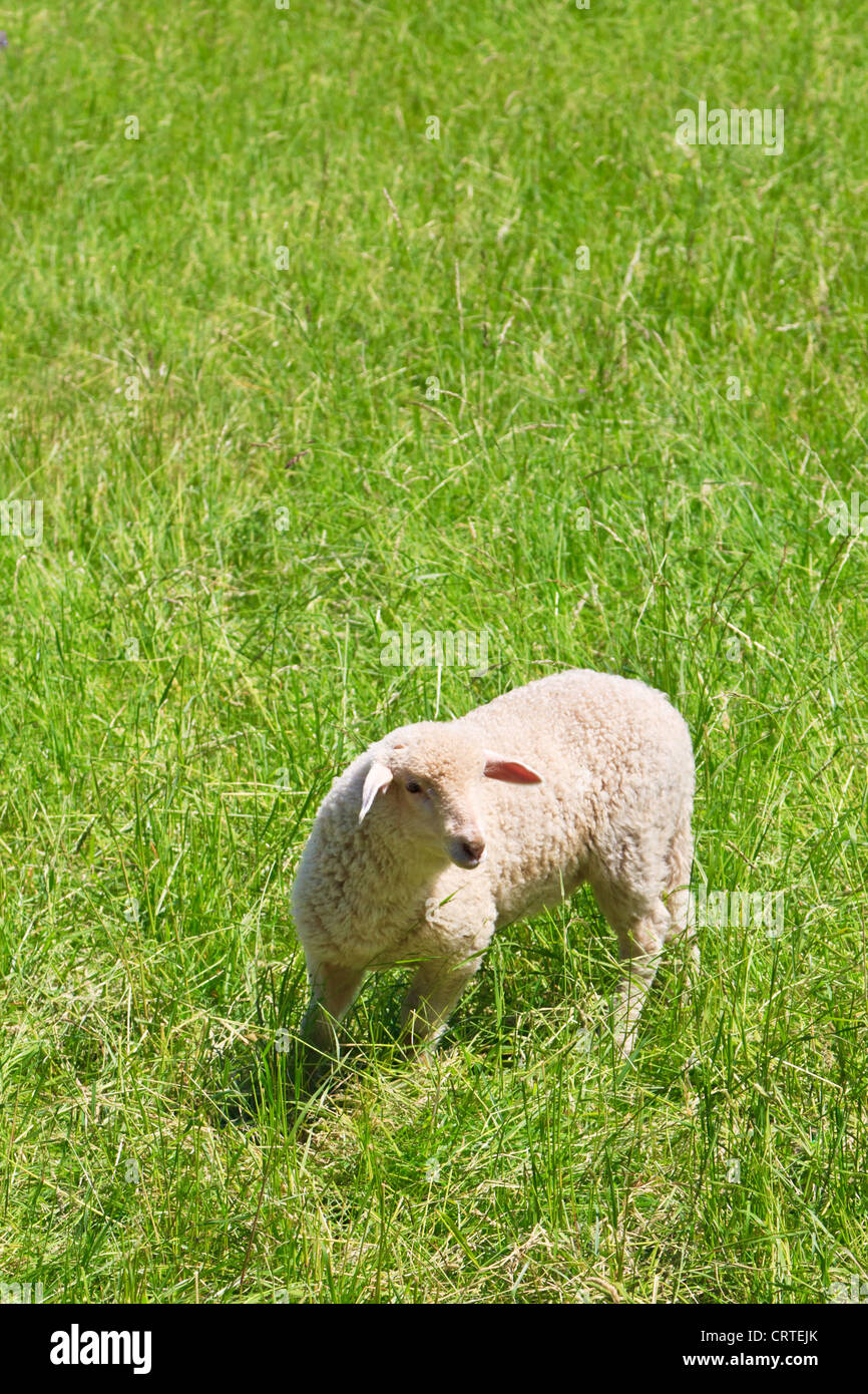 Little sheep playing in grass hi-res stock photography and images - Alamy
