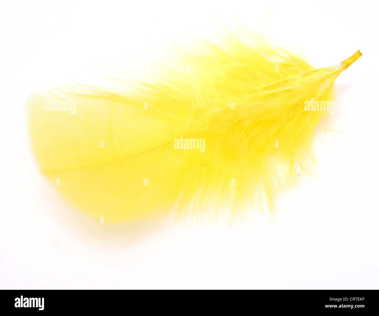 yellow feather isolated on white Stock Photo - Alamy