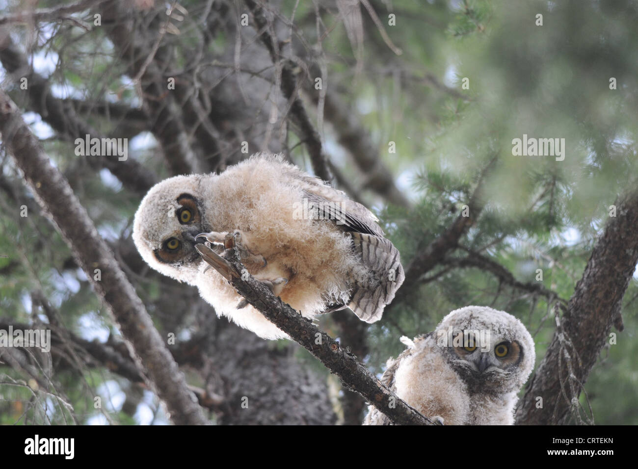 Baby Great Horned Owls playing Stock Photo - Alamy
