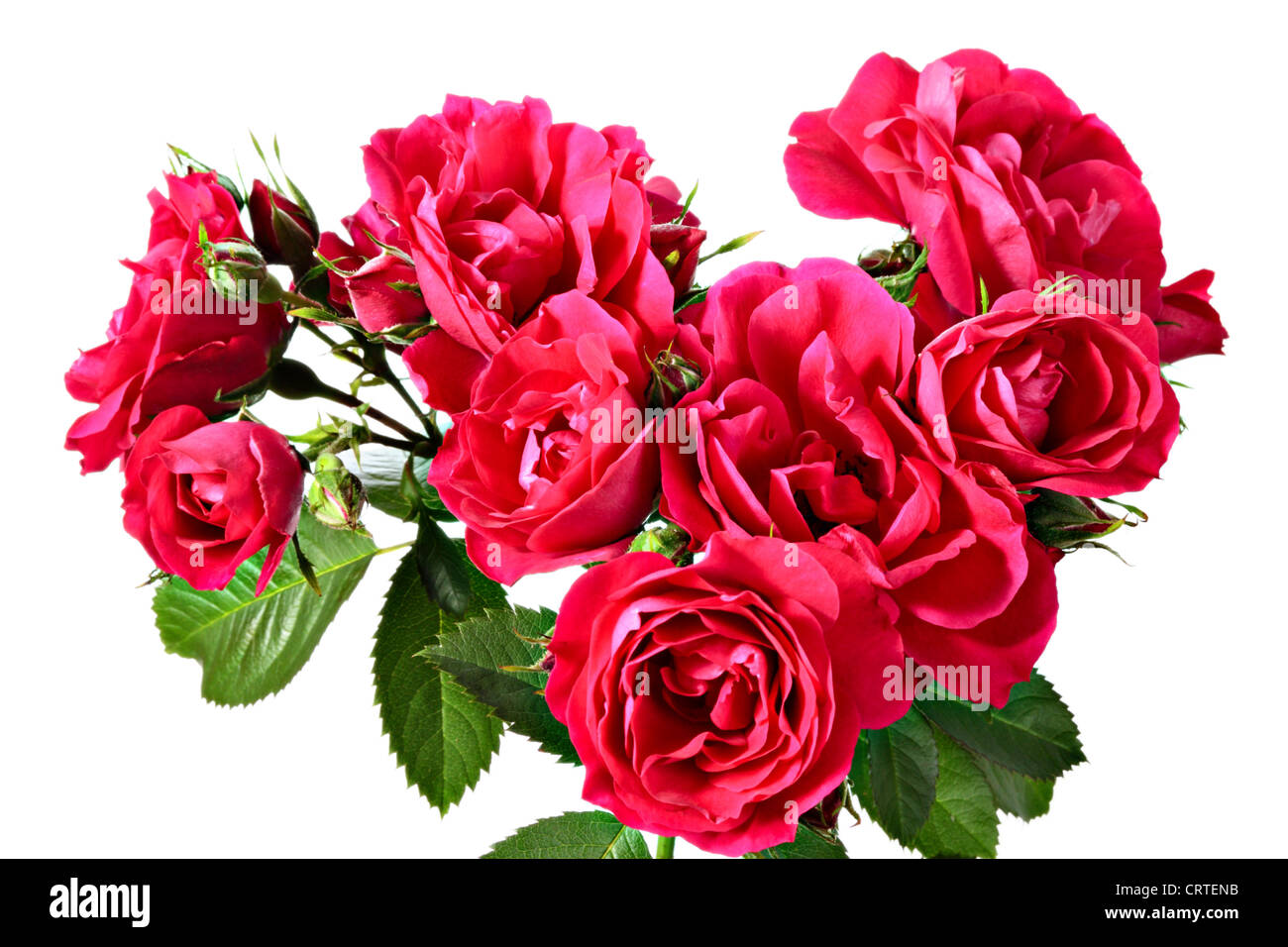 Flowers. Climbing rose on a white background Stock Photo - Alamy