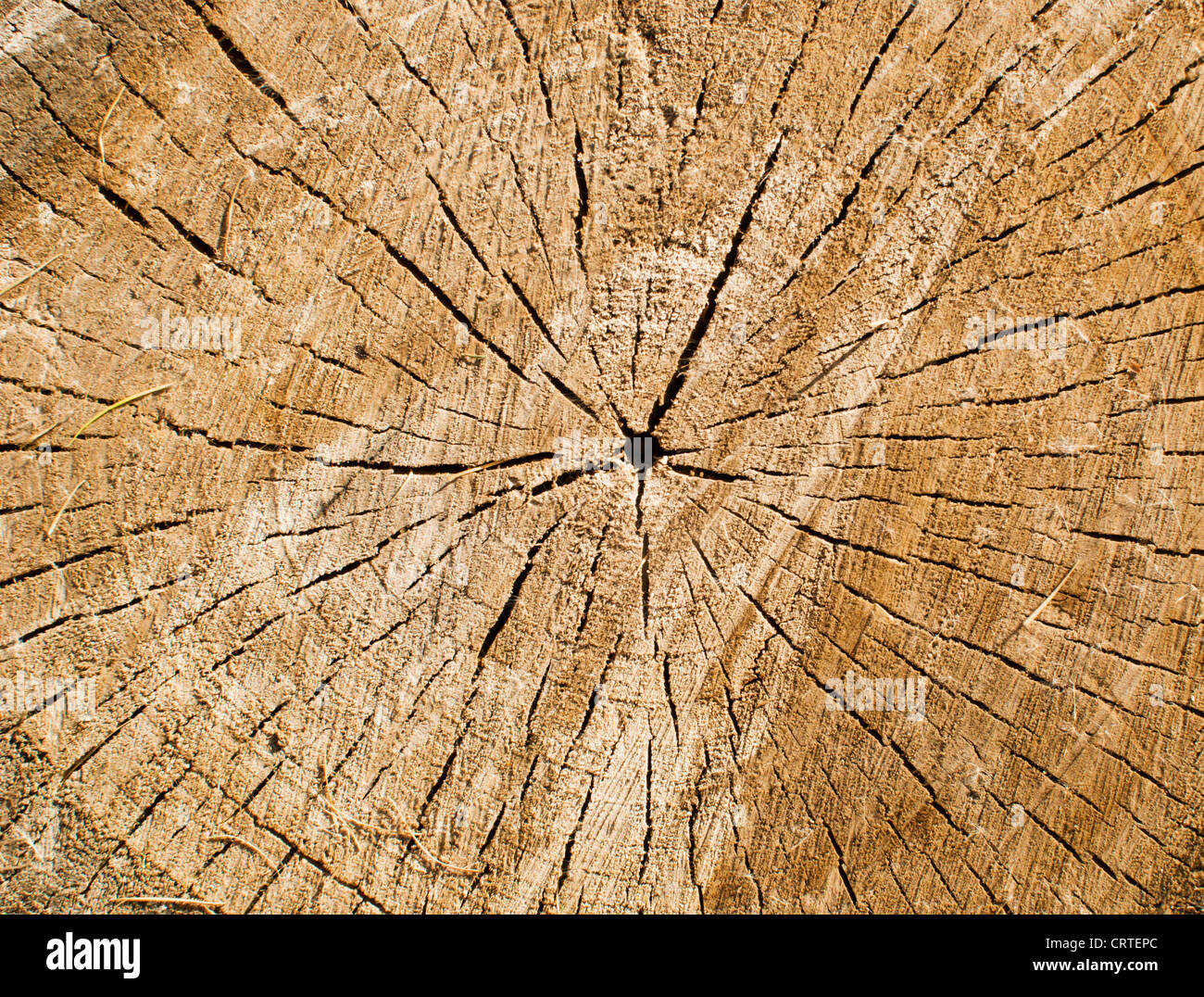 close up shot of cut log Stock Photo - Alamy