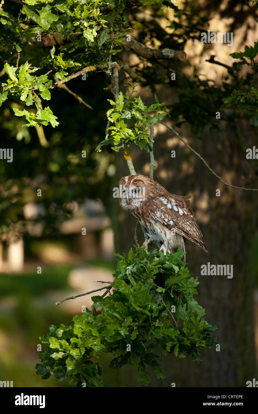 Tawny Owl perched in oak tree Stock Photo - Alamy