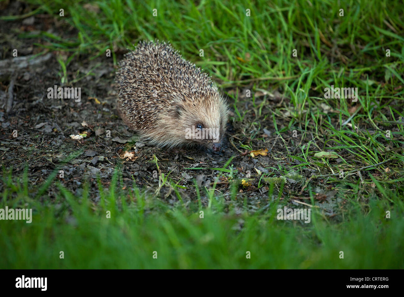 Hedgehog foraging for food Stock Photo - Alamy