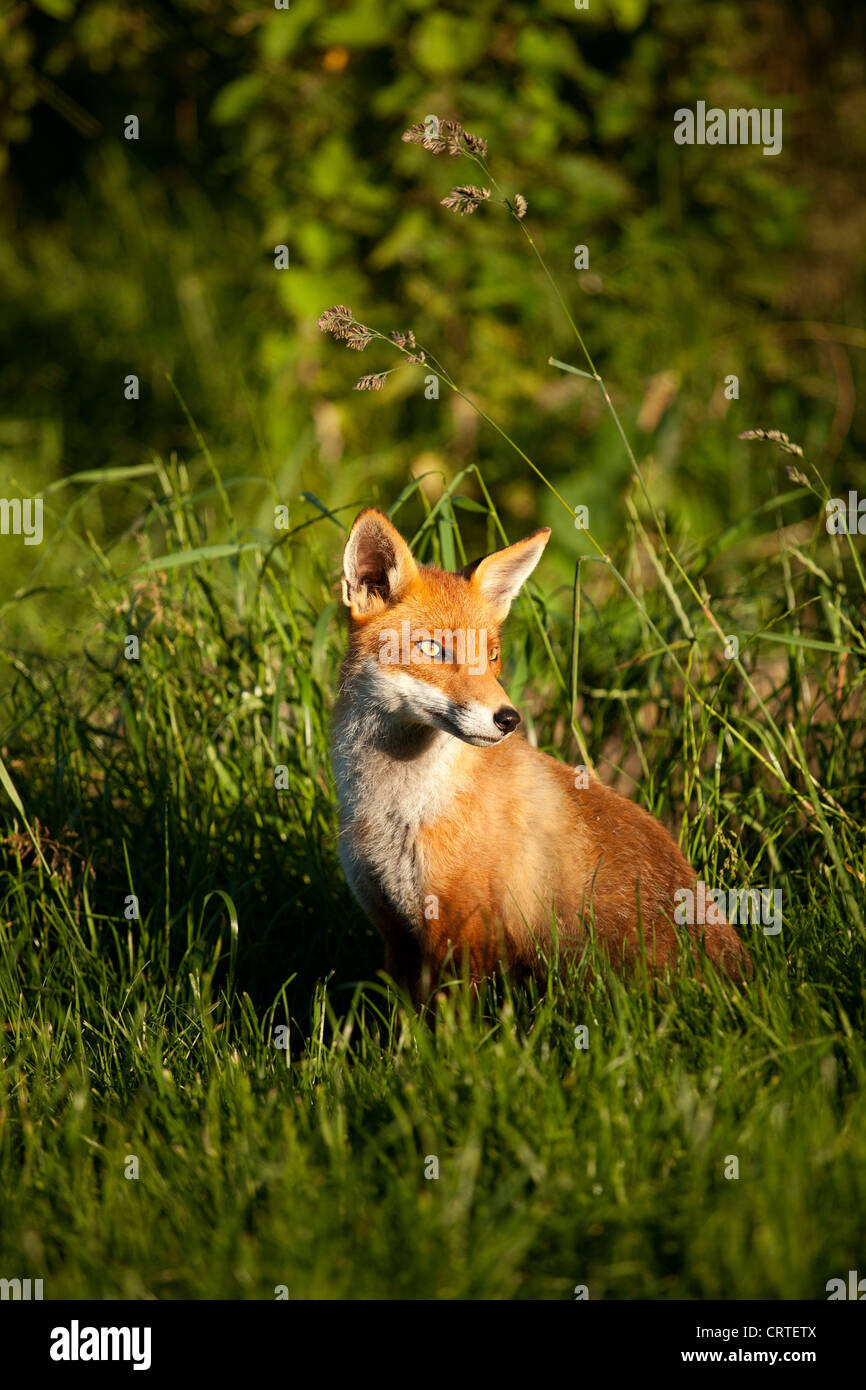 European red fox Stock Photo - Alamy
