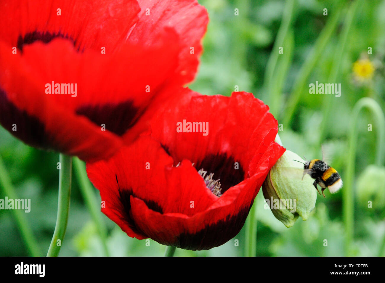 Bumble bee flying flower poppy hi-res stock photography and images - Alamy