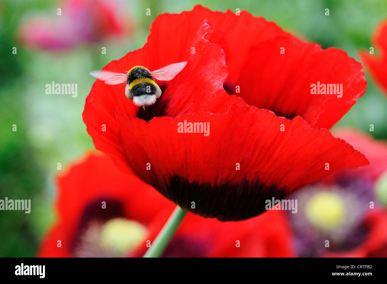 Bumble bee flying flower poppy hi-res stock photography and images - Alamy