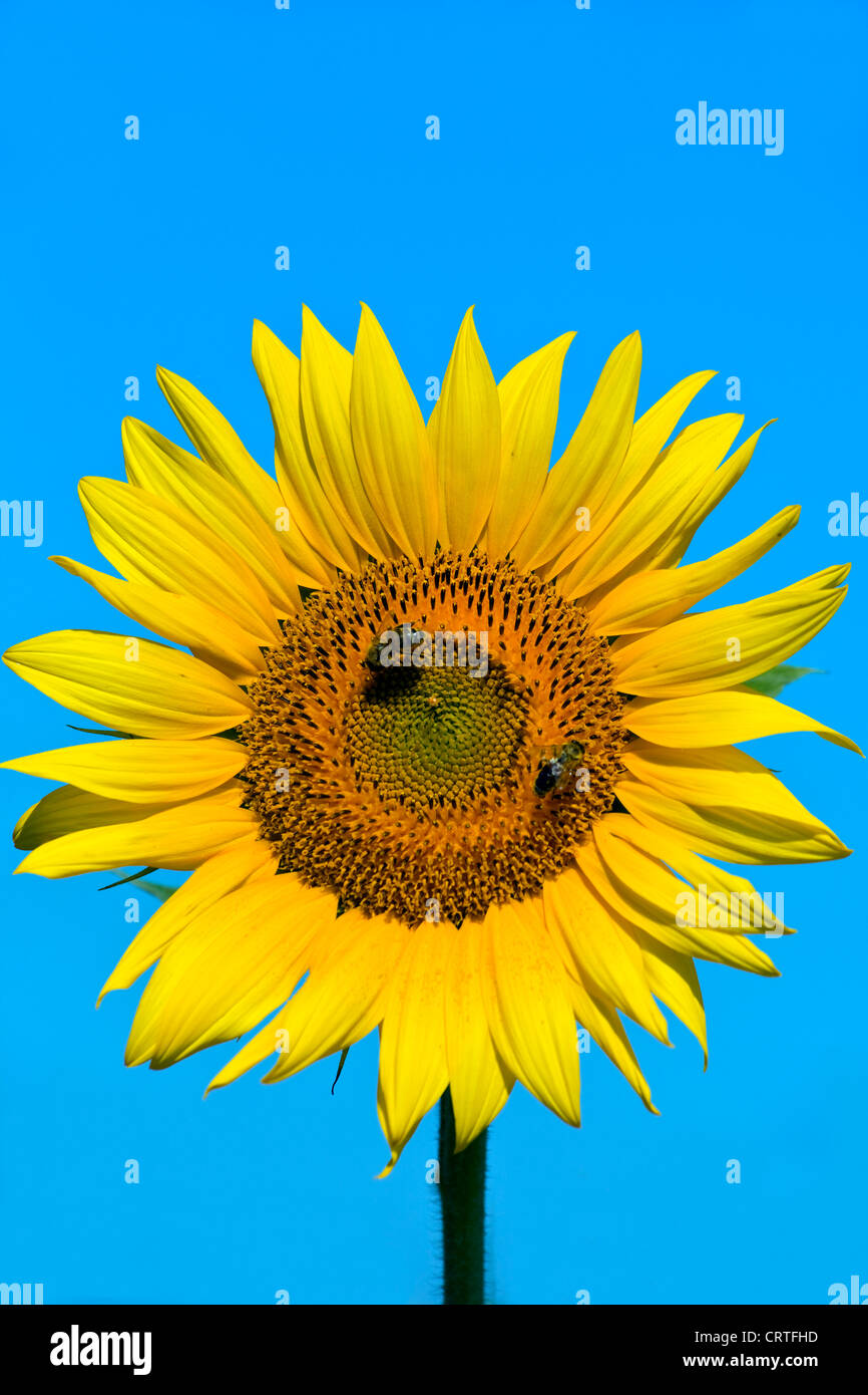 Sunflower insects hi-res stock photography and images - Alamy