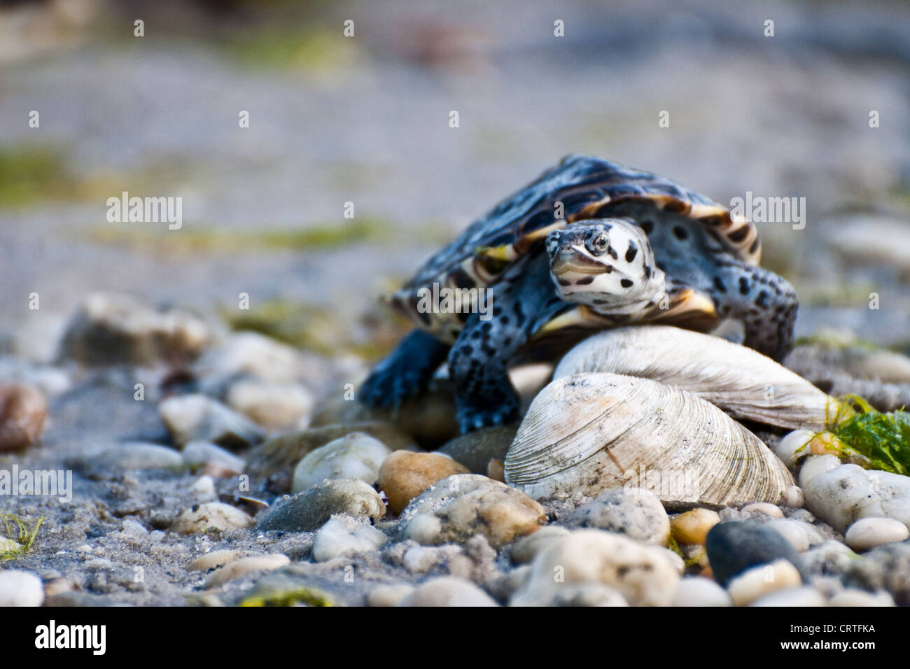 Diamondback Terrapin (Malaclemys terrapin Stock Photo - Alamy
