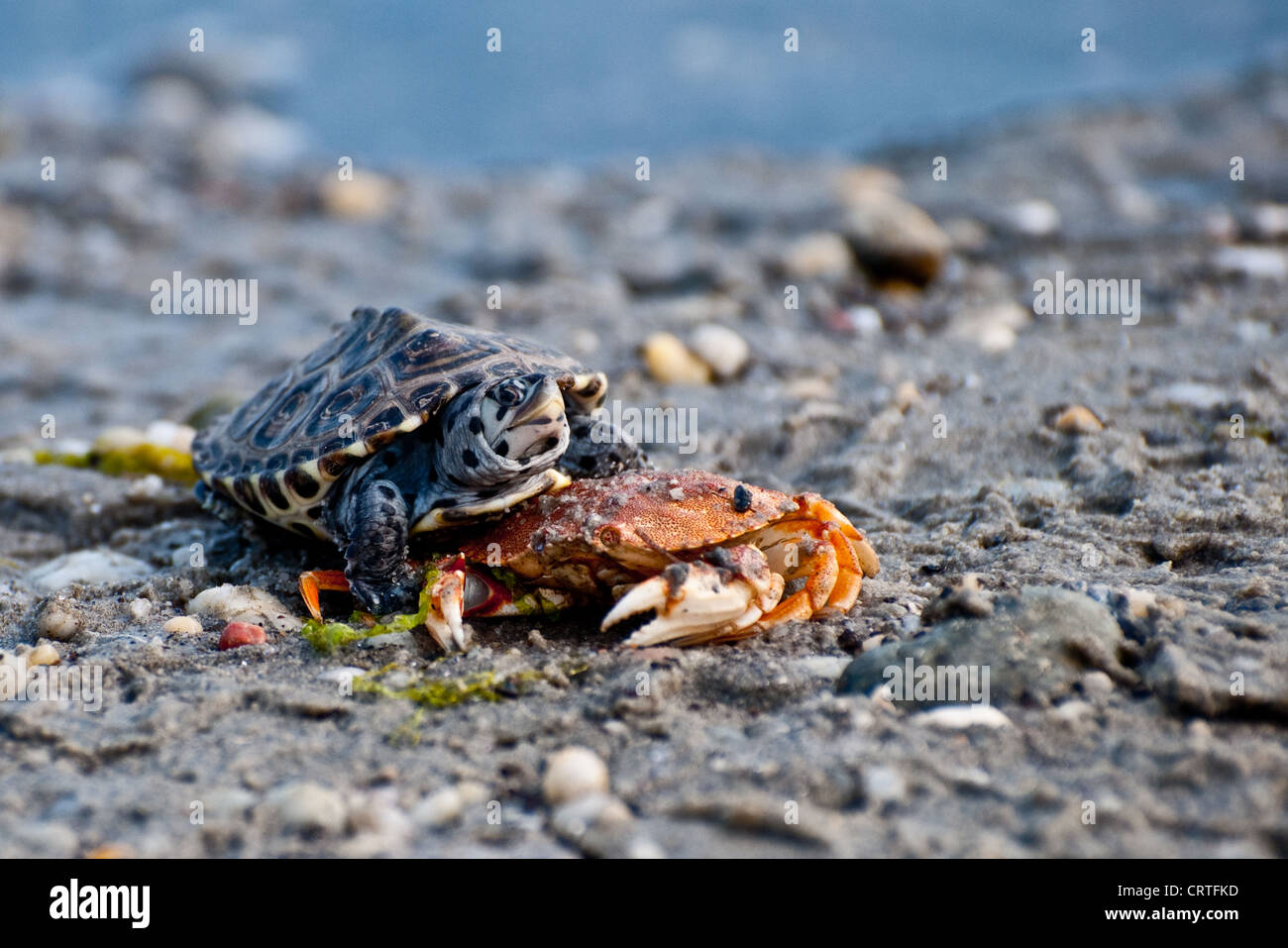 Diamondback Terrapin (Malaclemys terrapin Stock Photo - Alamy