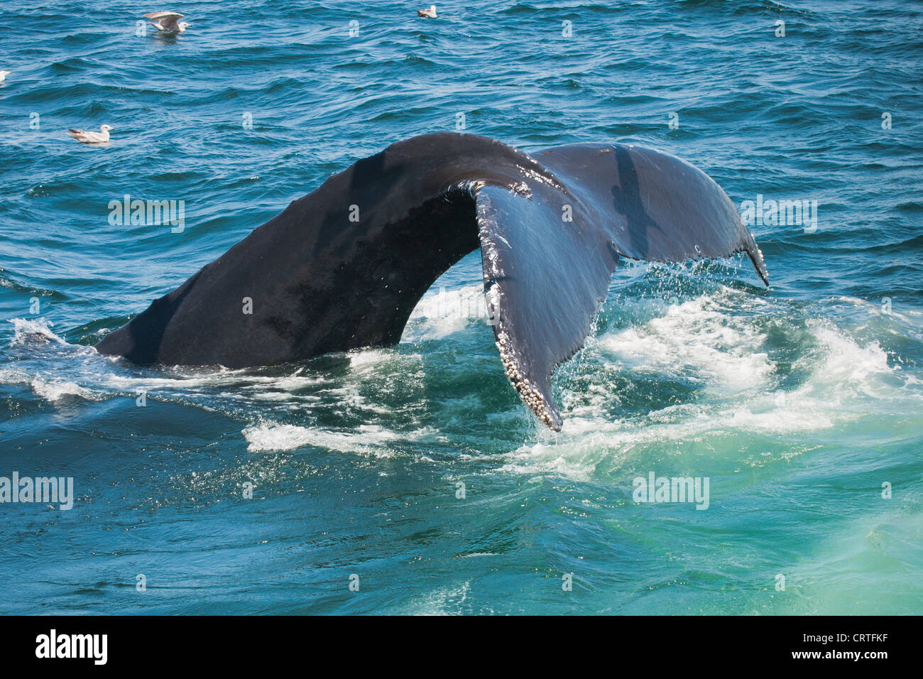 Lobtail feeding hi-res stock photography and images - Alamy